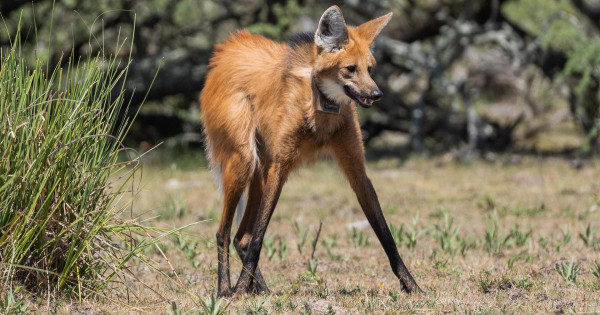Cómo es el aguará guazú, la especie que fue avistada en La Pampa tras ...