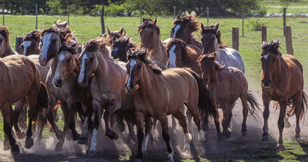 Un inédito e importante estudio midió el pedigrí, linaje y reproducción ...