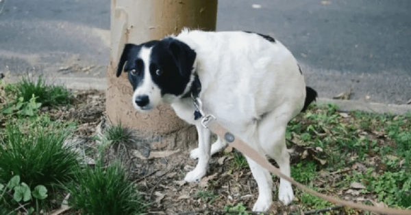 Es Peligroso Respirar Caca De Perro