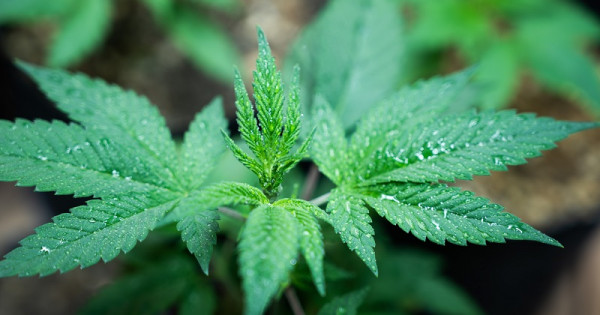 El boom comercial del universo del cannabis - Unidiversidad