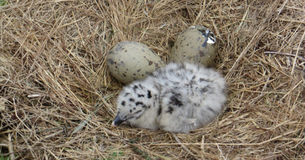 Por qué los huevos de las aves son ovalados - Unidiversidad