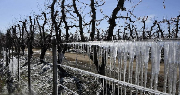 Las heladas tardías provocaron severos daños en cultivos de Mendoza ...