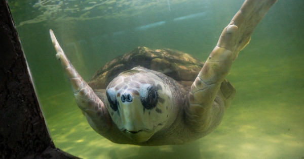 Luego de muchas pruebas, el tortugo Jorge se va a Mar del Plata ...